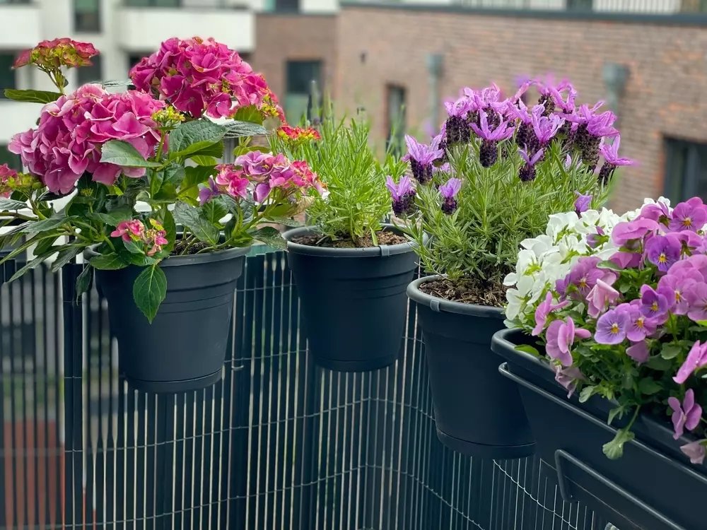 5 Great Planting Ideas for Balconies Little Tree Garden Market
