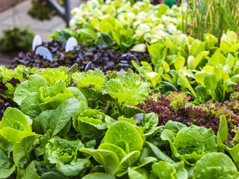 Easy to grow vegetables | LittleTree Garden Market