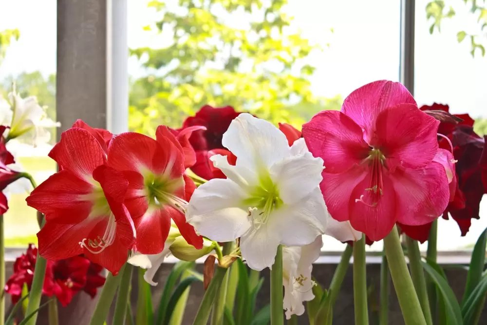 Facts About Amaryllis - Little Tree Garden Market