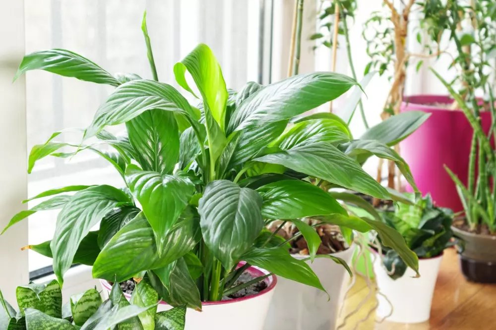 How to Clean Your Houseplants - Little Tree Garden Market
