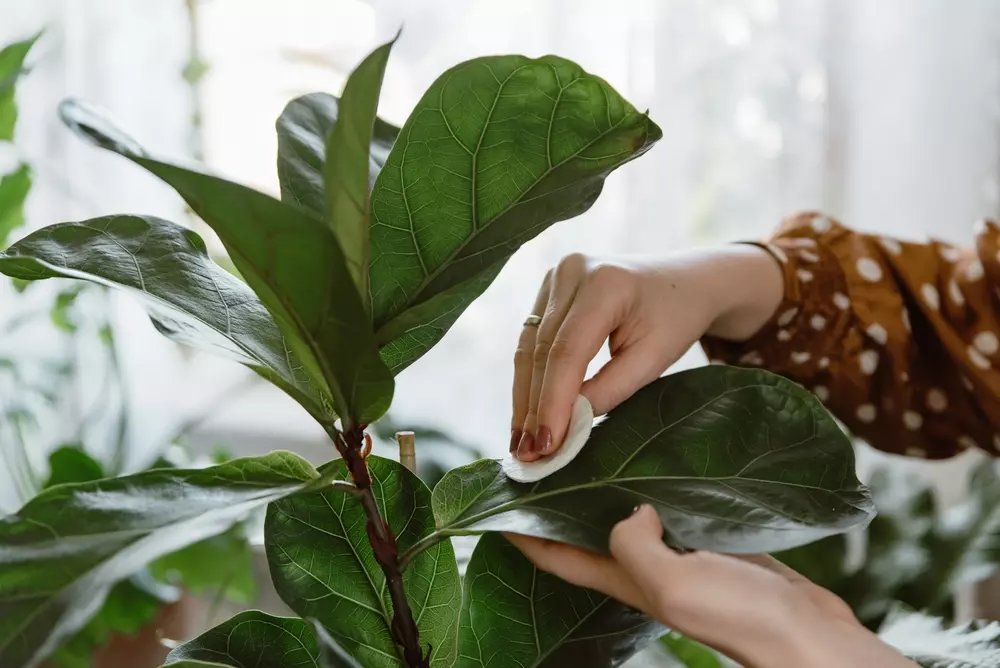 How to Clean Your Houseplants - Little Tree Garden Market