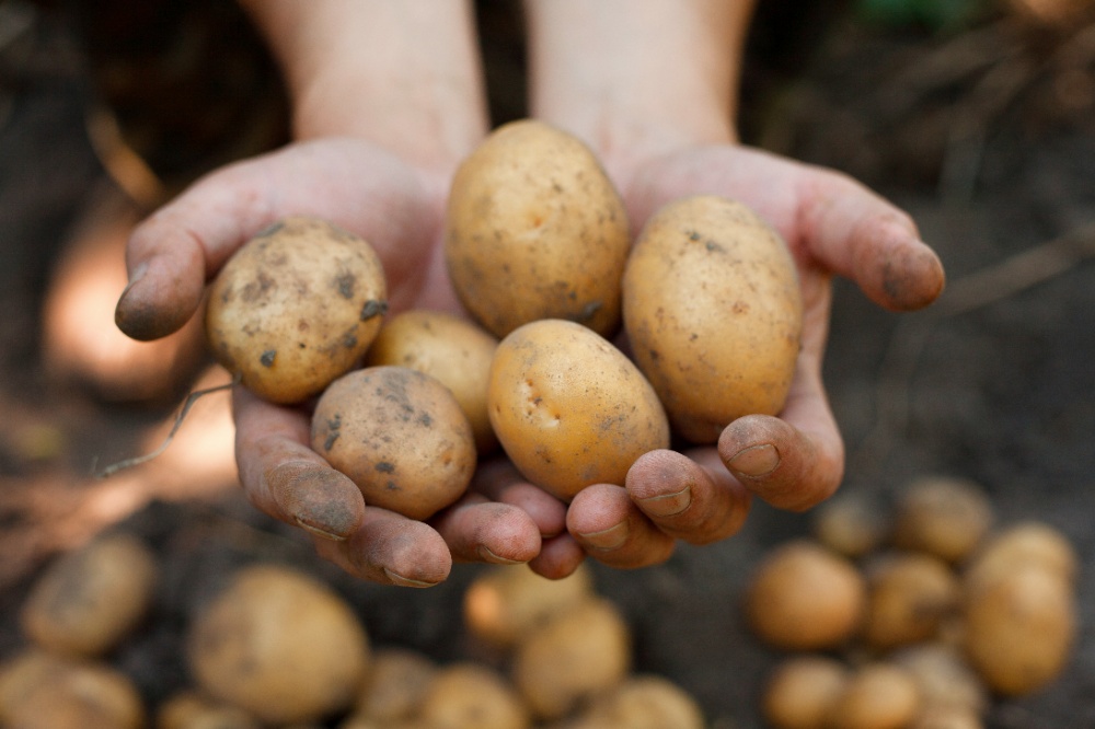 How to grow and harvest potatoes at home - Little Tree Garden Market