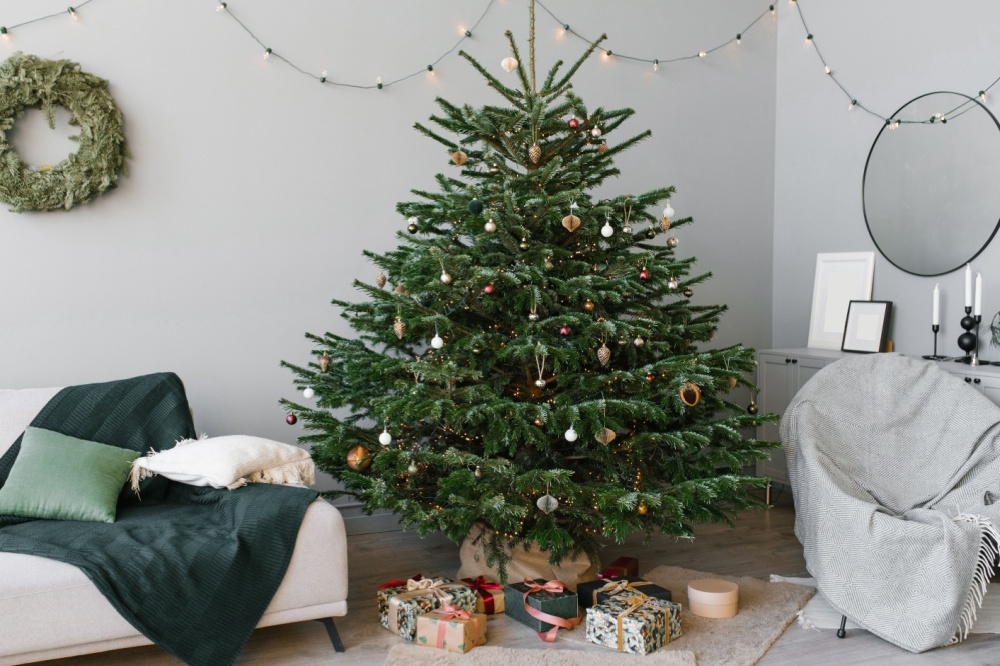 How to Look After a real Christmas tree Little Tree Garden Market