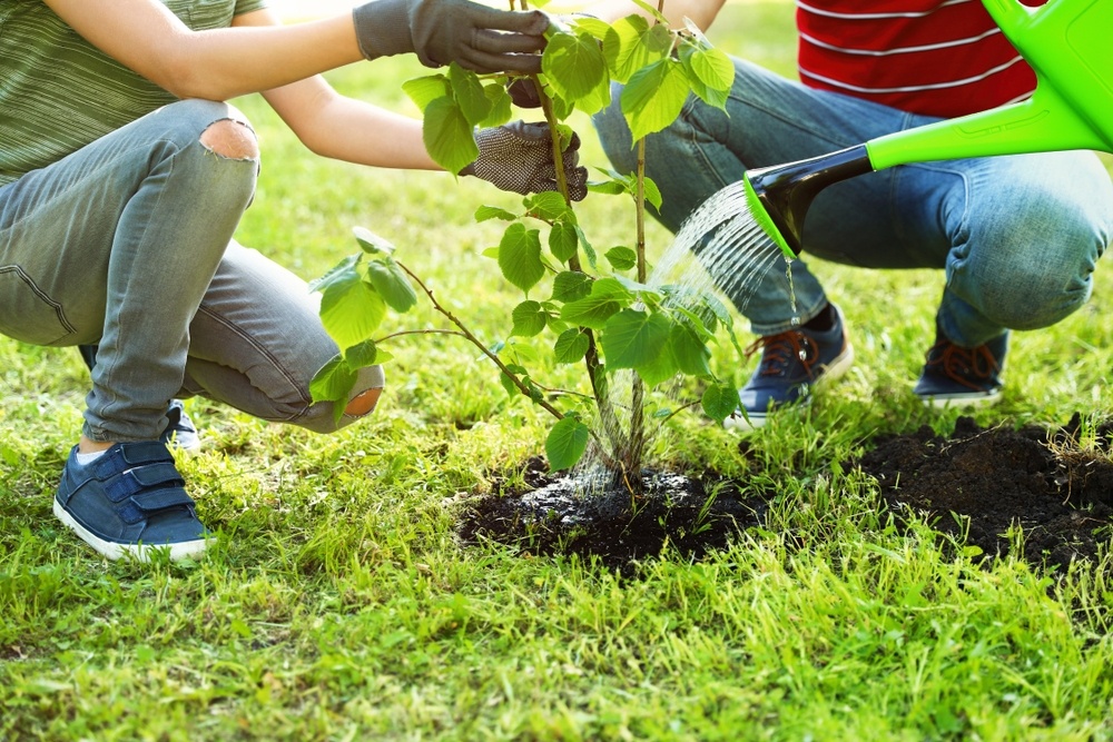How to plant a tree - Little Tree Garden Market