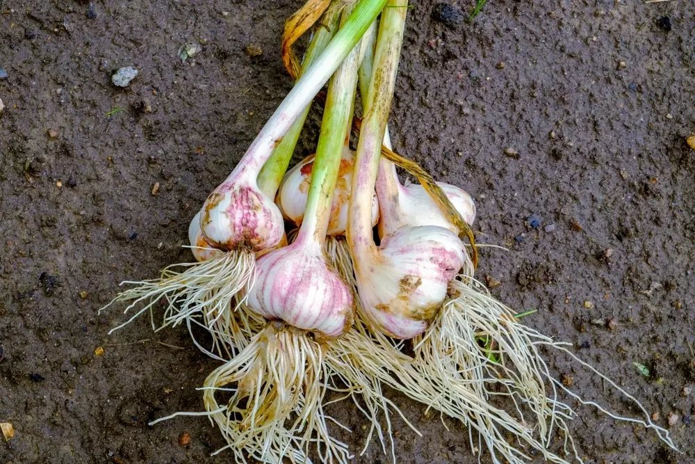 How to Plant and Grow Garlic - Little Tree Garden Market