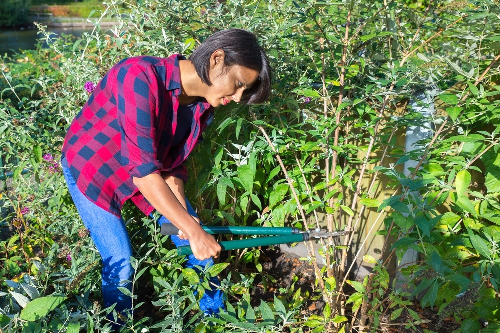 How to Prune Shrubs - Little Tree Garden Market