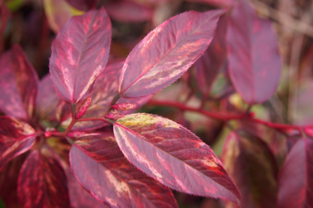 Natural beauty unveiled: exploring the wonders of Leucothoe - Little ...