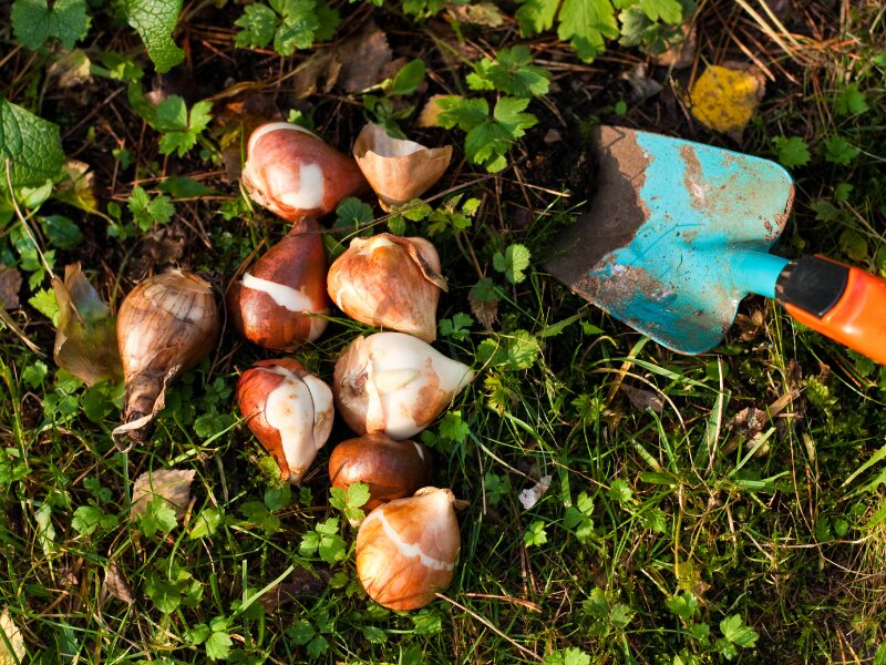 Planting Spring Bulbs Now: A Promise of Colour for Next Season - Little ...