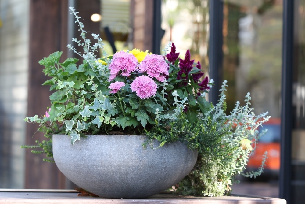 Pots and containers full of autumn blooms and evergreens - Little Tree ...