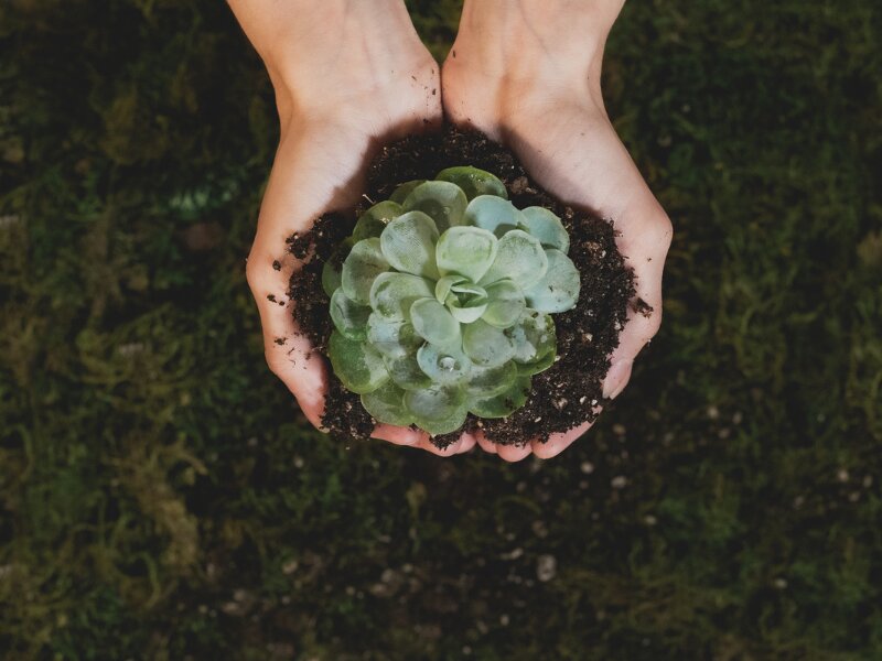 Sustainable Gardening and Indoor Plants: Start Your Eco-Friendly ...