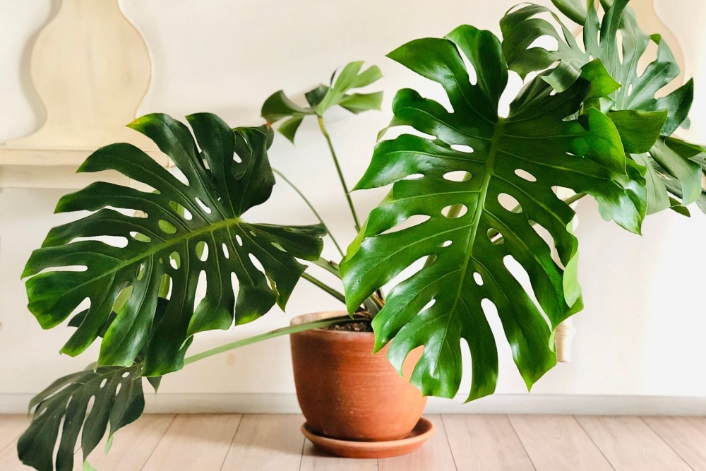 The Best Tips for a Stunning Monstera - Little Tree Garden Market