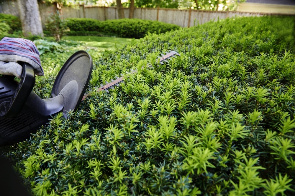 Top 5 alternatives to box hedging - Little Tree Garden Market